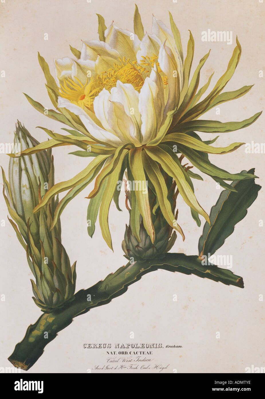 Cereus napoleonis strawberry pear Stock Photo - Alamy