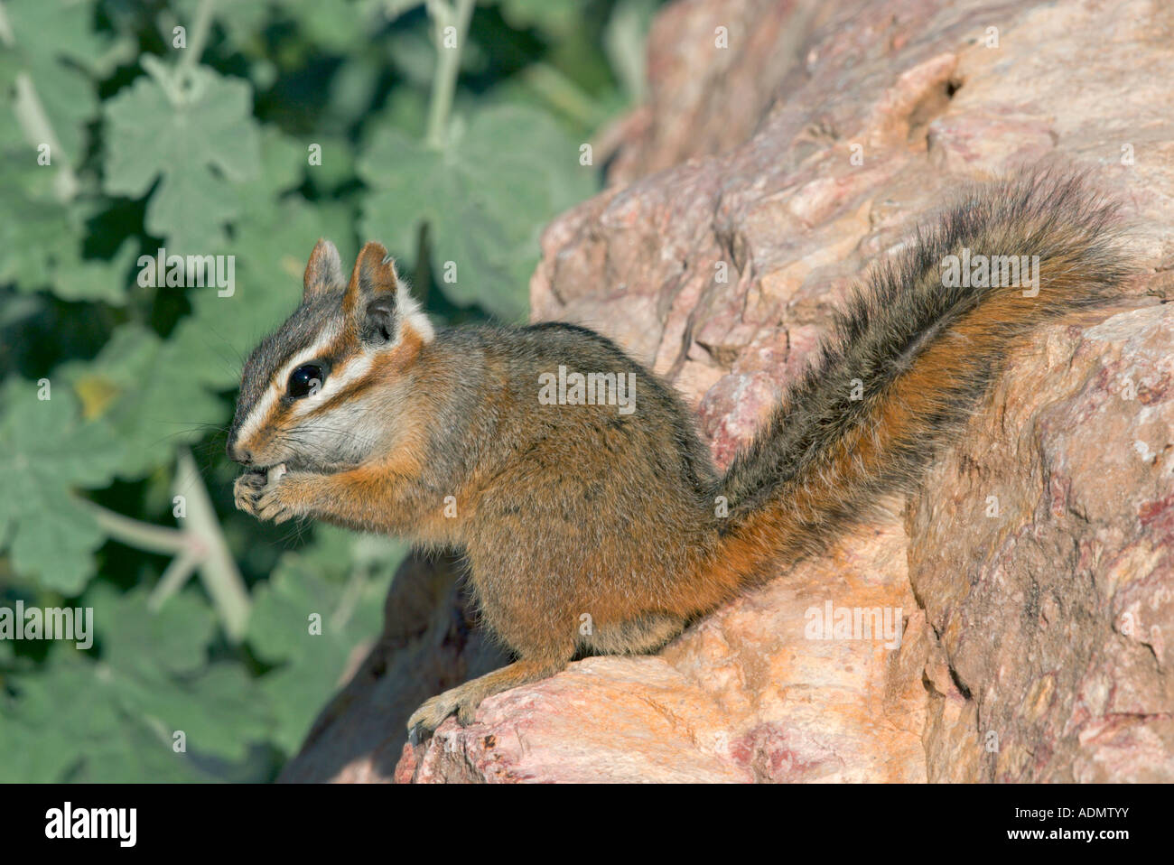 Cliff Chipmunk Eutamias dorsalis Portal Chiricahua Mountains Cochise ...