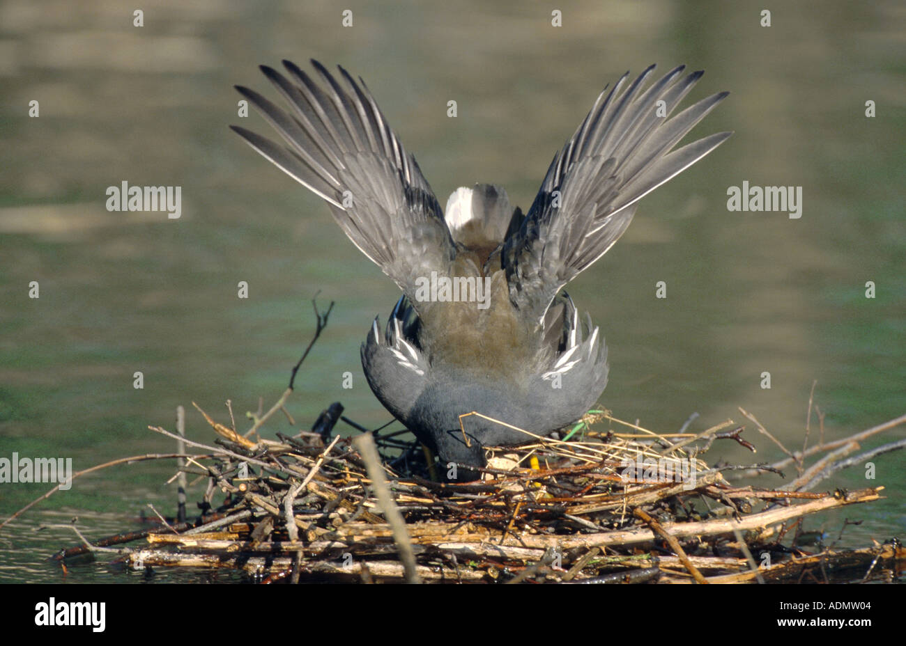 Adult bird turning hi-res stock photography and images - Alamy