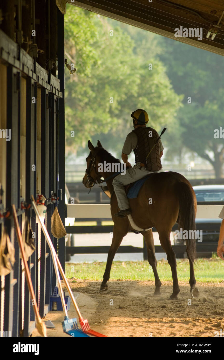 Exercise rider walks Thoroughbred horse from barn before early morning ...