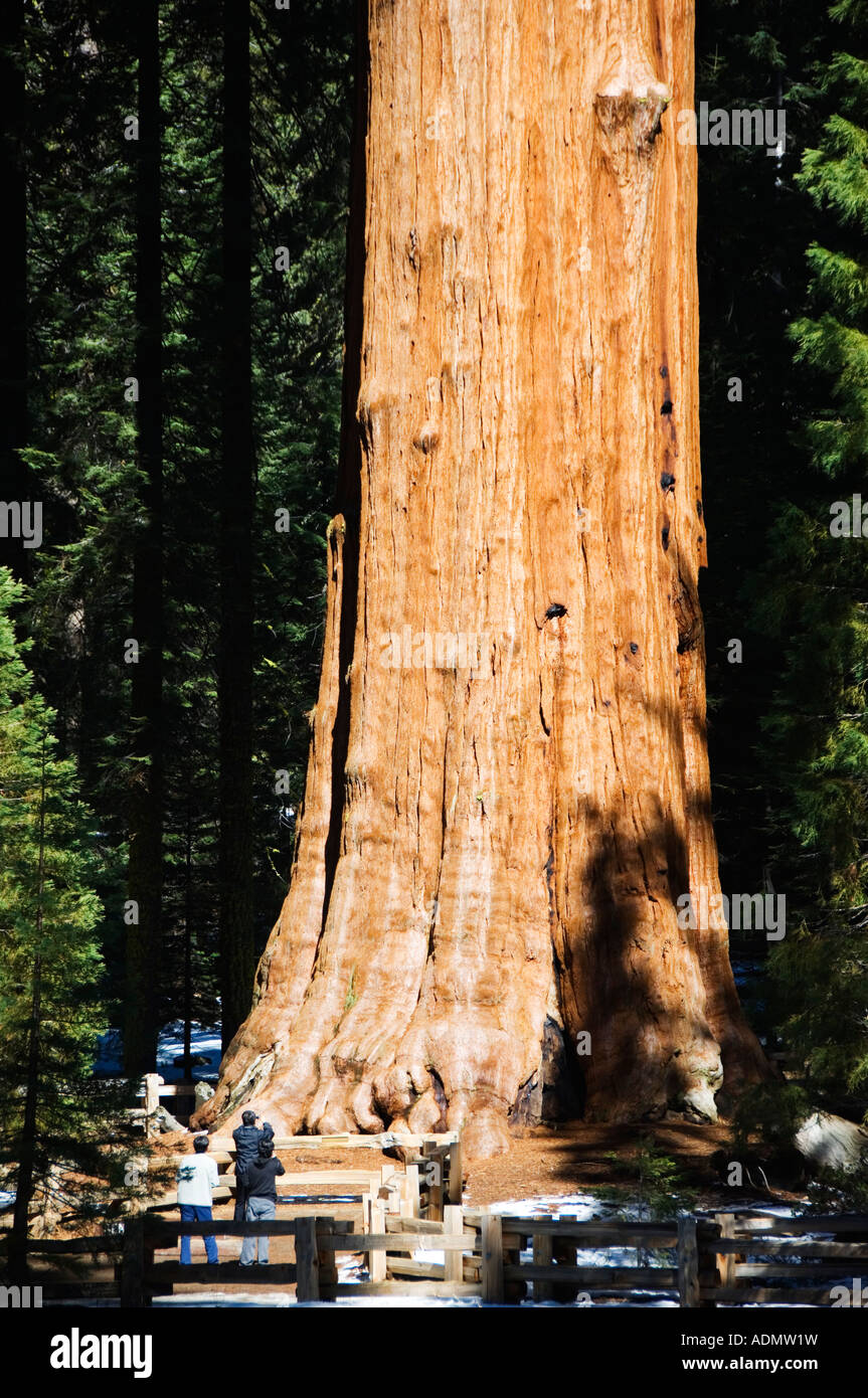 USA California Sequoia National Park Tourists are dwarfed by the ...