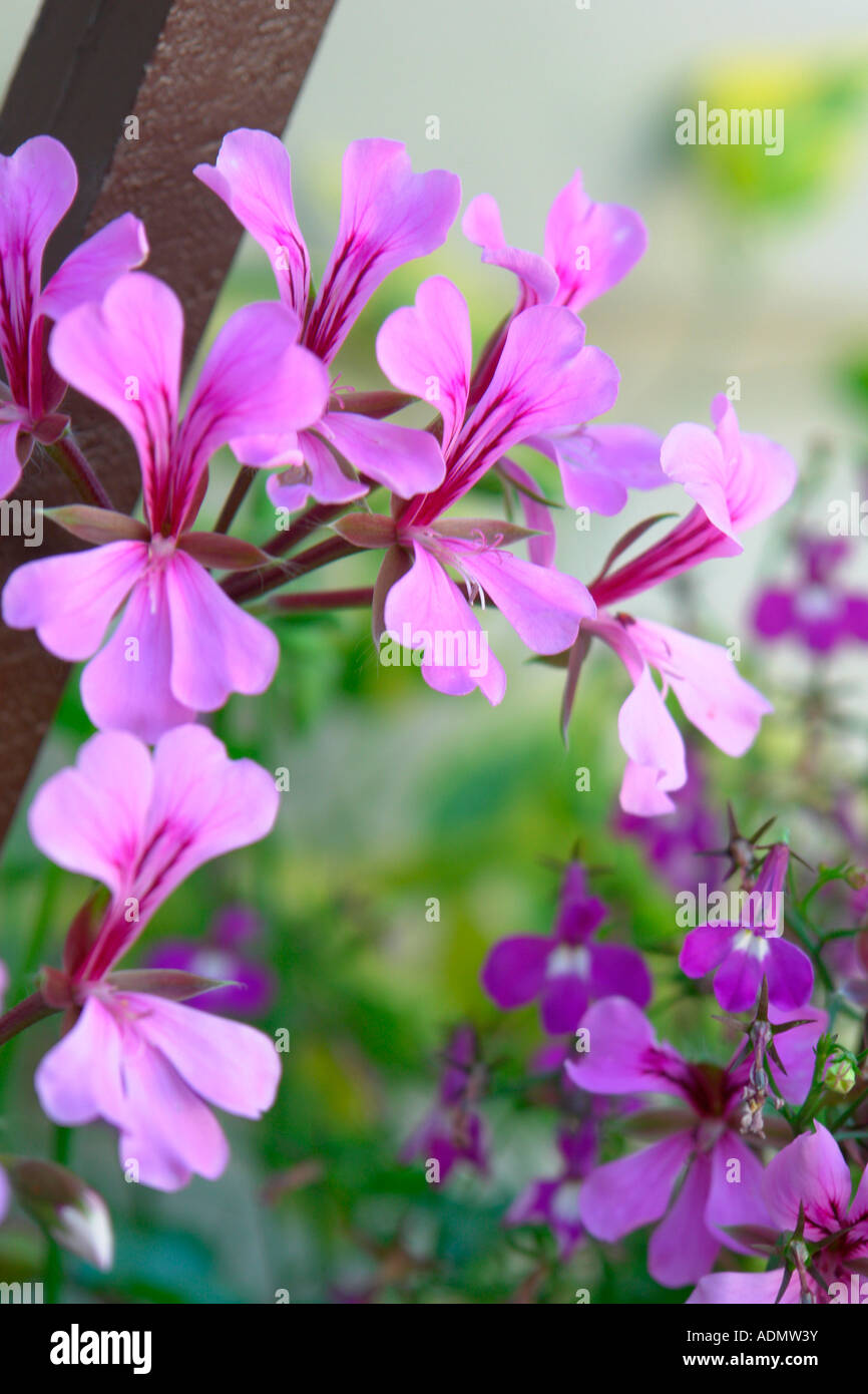 Pelargonium variety hi-res stock photography and images - Alamy