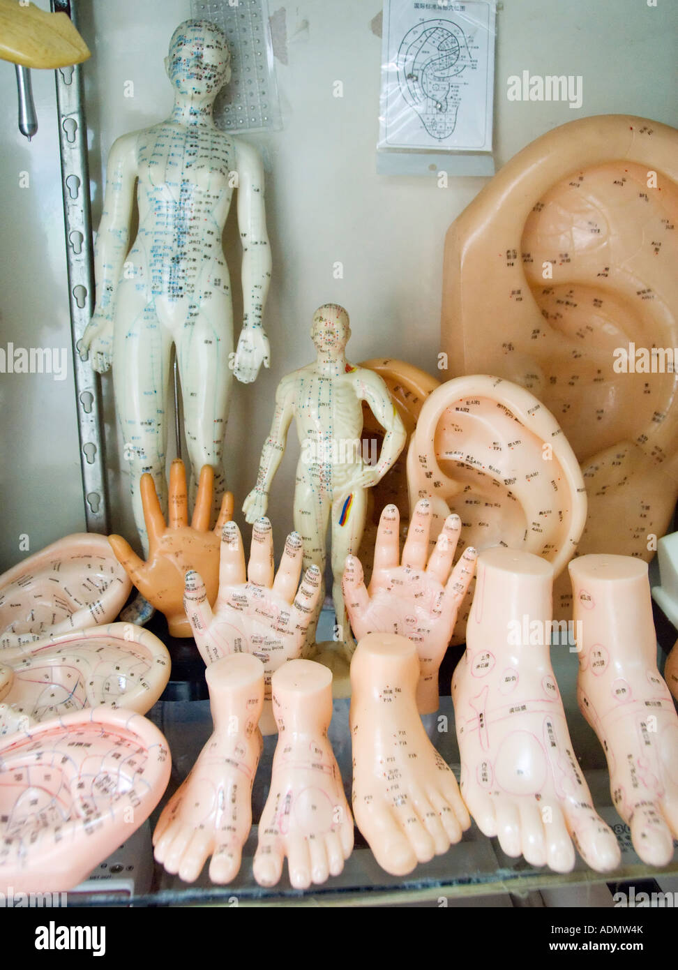Detail of plastic body parts marked with acupuncture points in ...