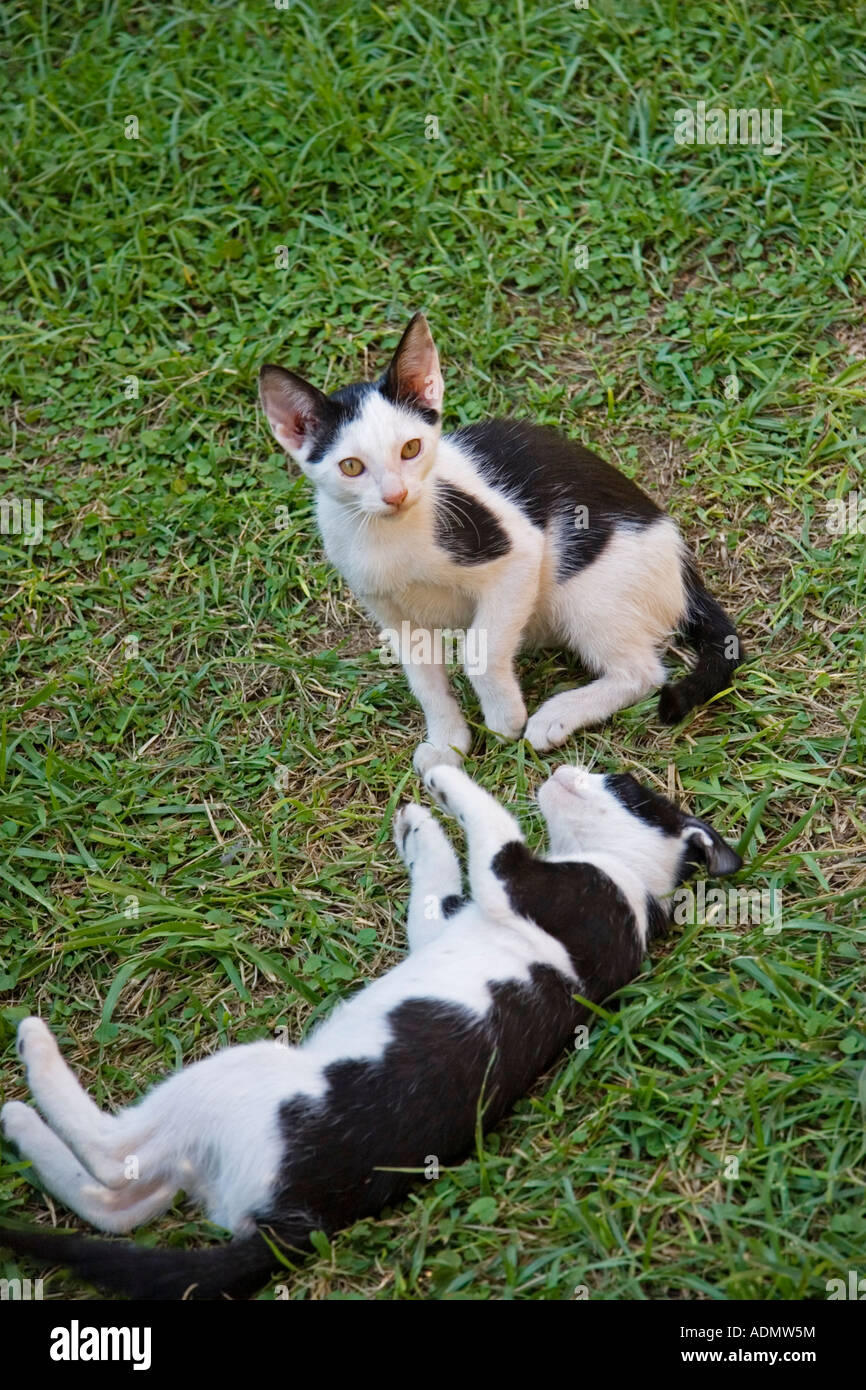 Two cats play fighting on the grass Barcelona Spain Stock Photo - Alamy