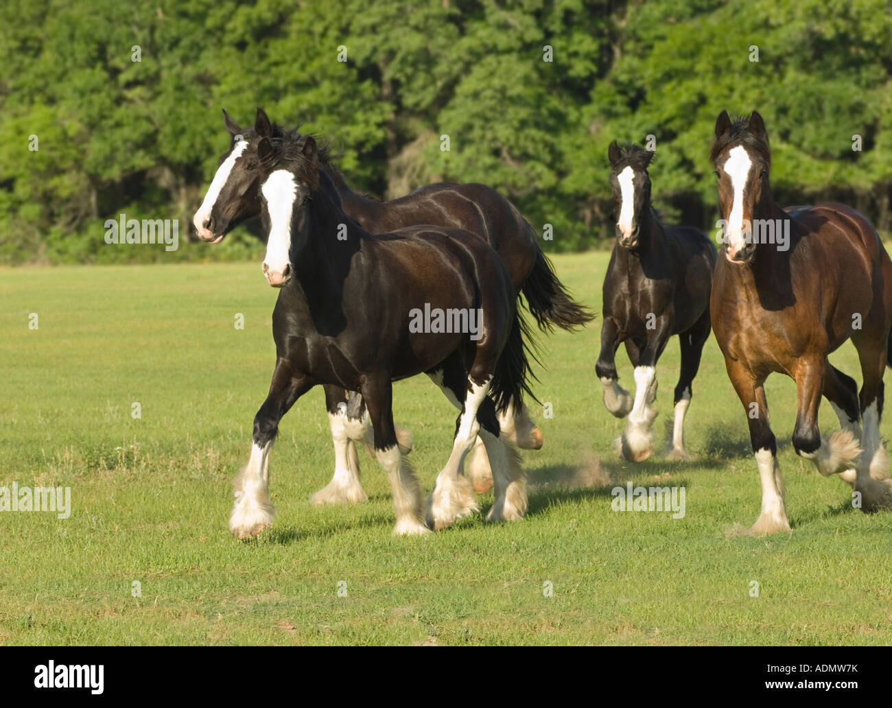 Group of shire horses hi-res stock photography and images - Alamy