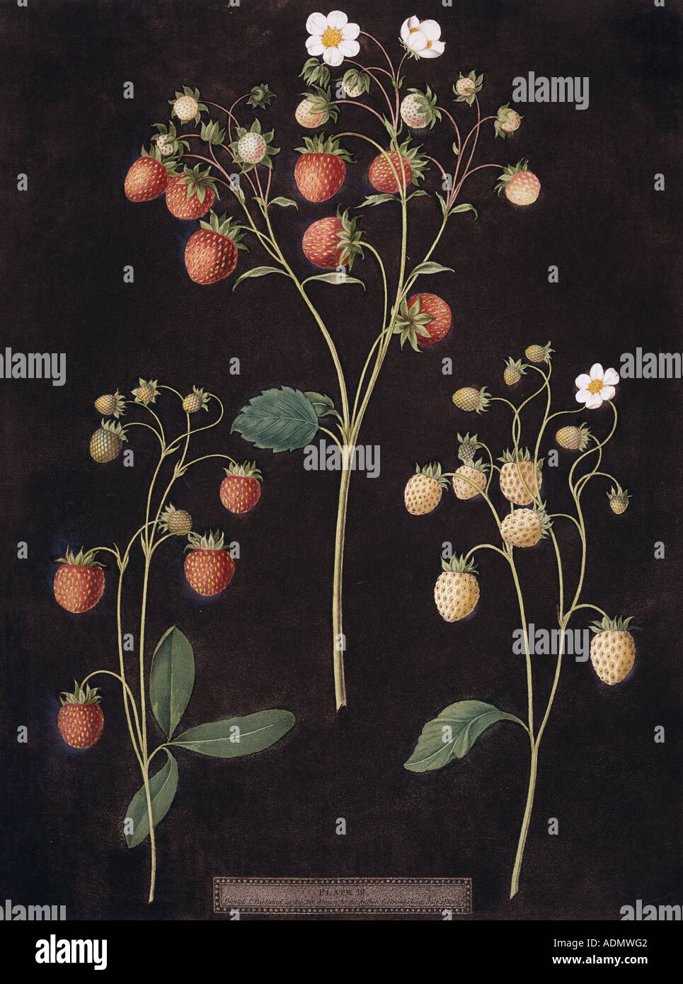 Fragaria sp strawberry Stock Photo - Alamy