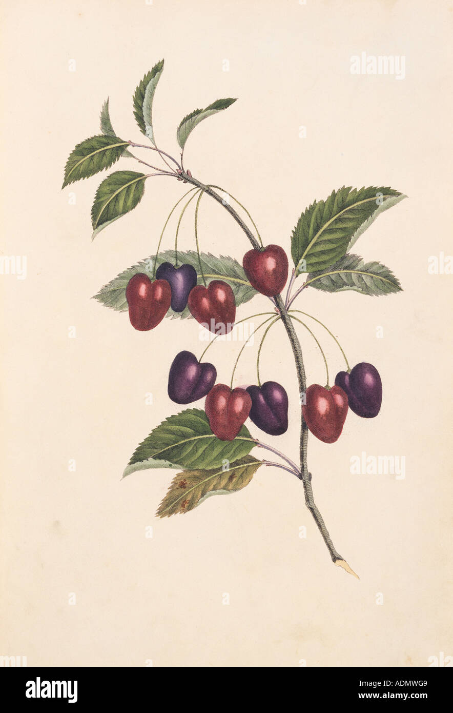 Prunus sp cherry tree Stock Photo - Alamy