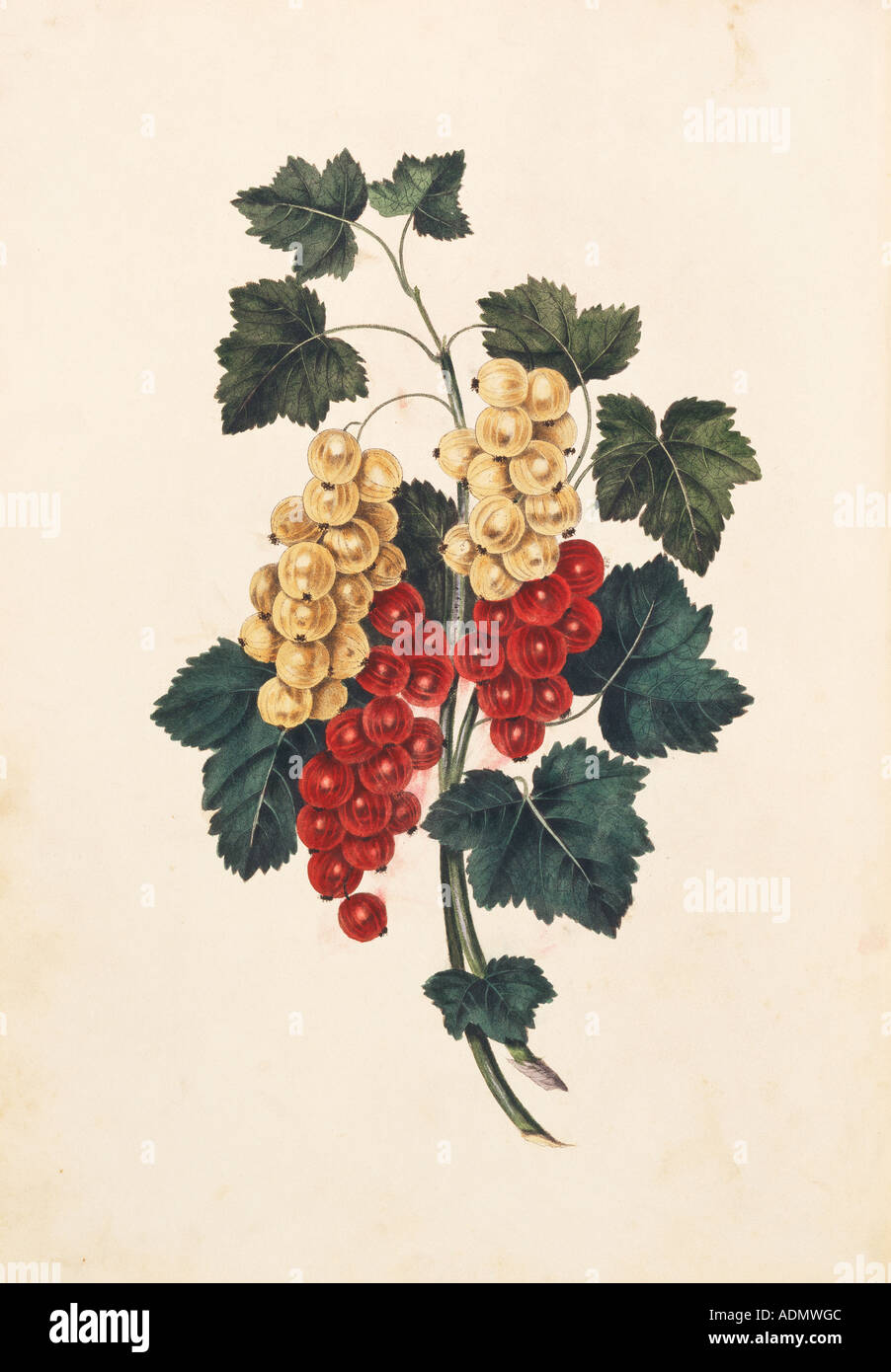 Ribes sativum fruit hi-res stock photography and images - Alamy