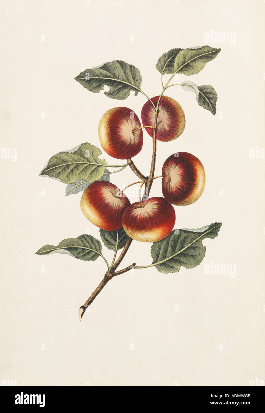 Apple tree malus communis hi-res stock photography and images - Alamy