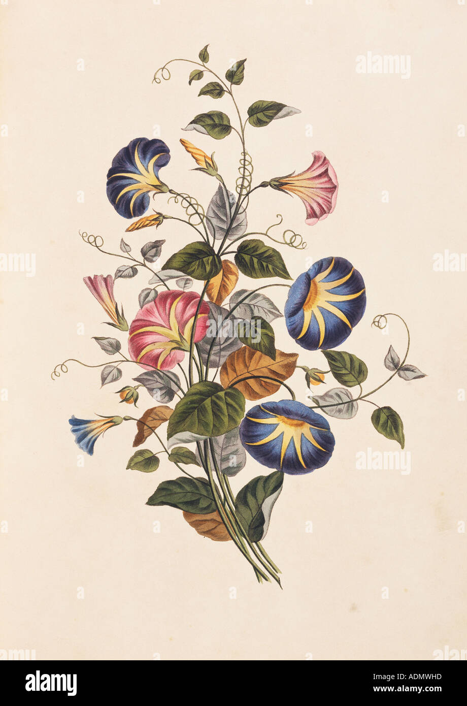 Convolvulus tricolor convolvulus Stock Photo - Alamy