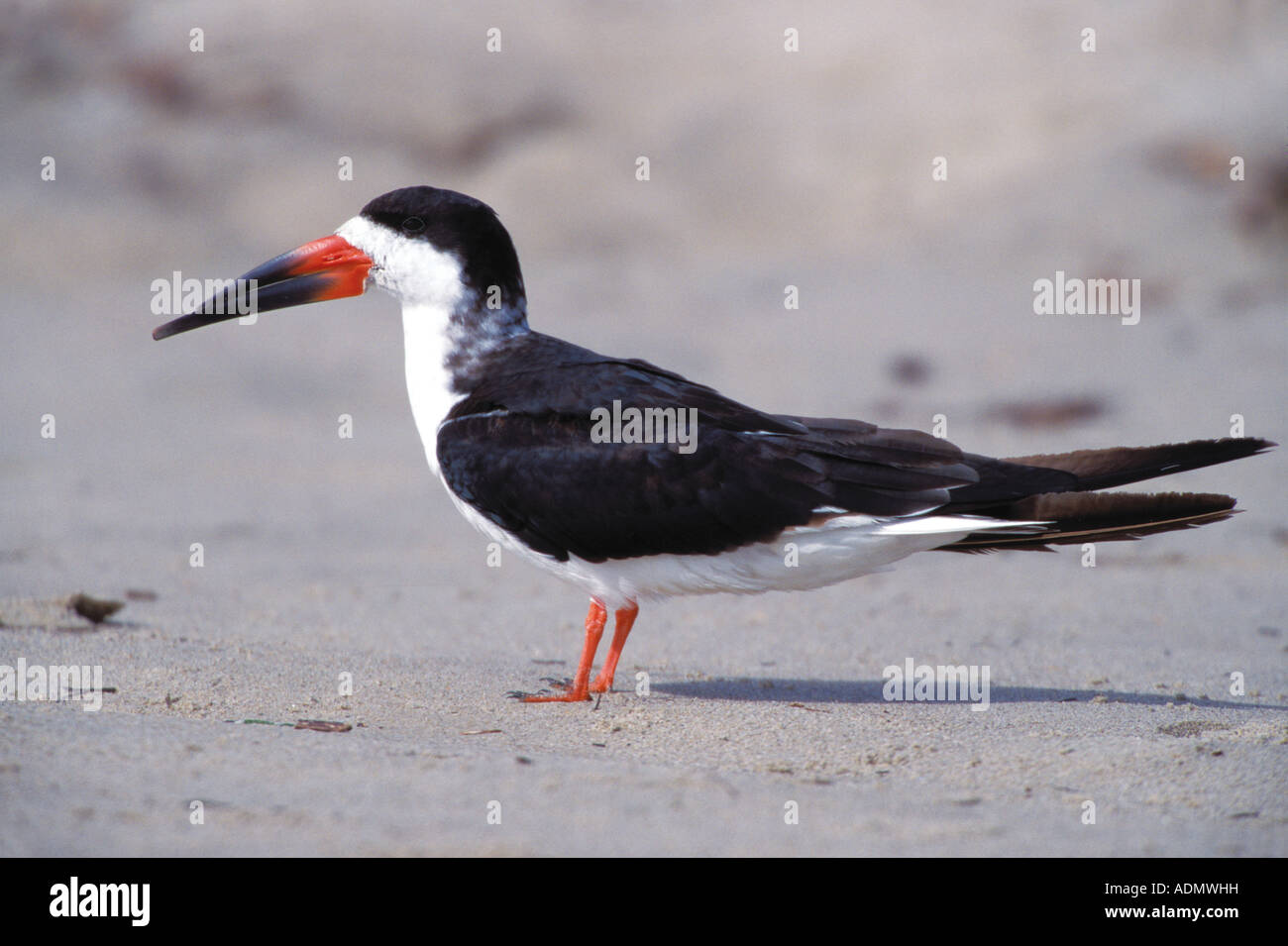 Black Skimmer Rynchops niger Santa Barbara CALIFORNIA United States ...