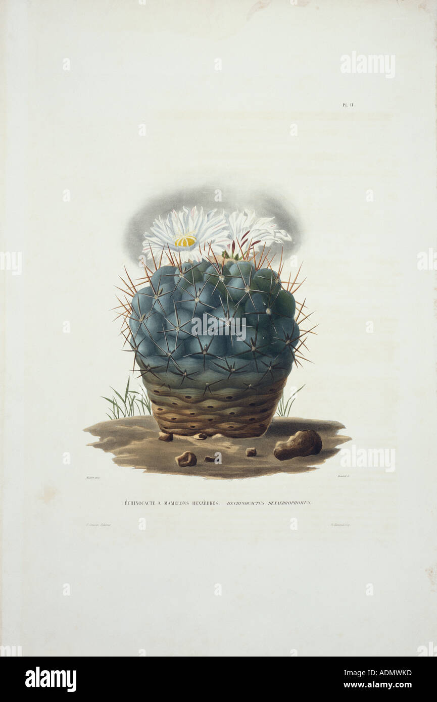 Elephants tooth cactus hi-res stock photography and images - Alamy