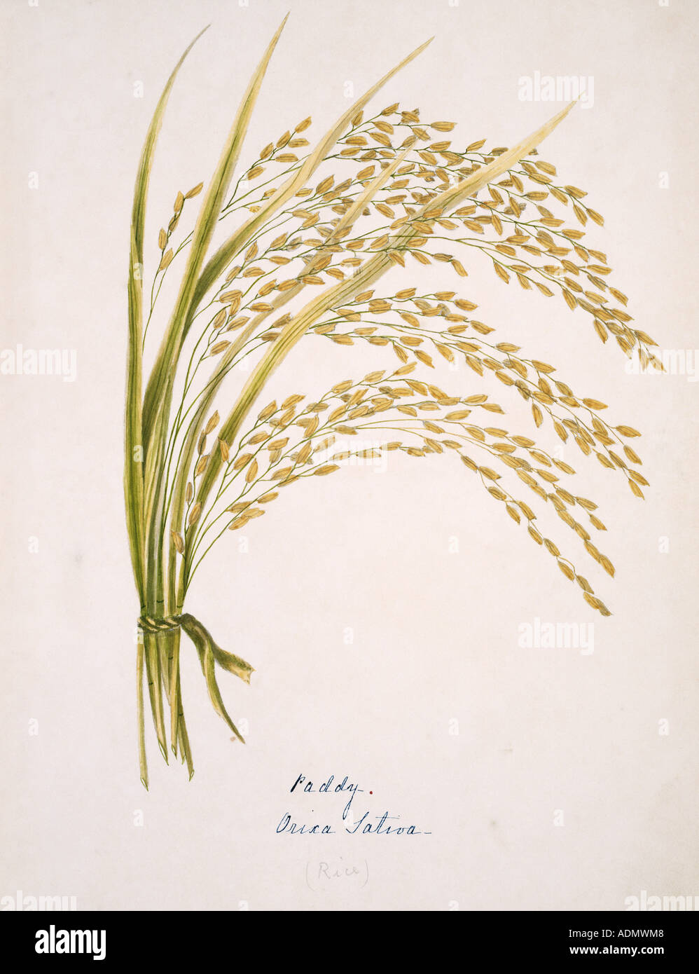 Oryza sativa common rice Stock Photo - Alamy