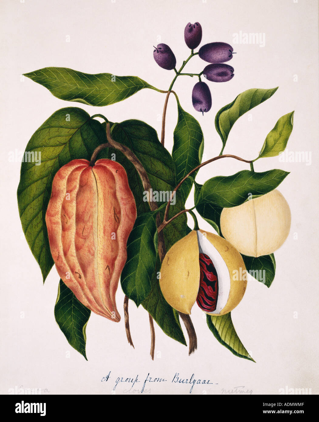 Theobroma cacao cocoa Syzygium aromaticum cloves Myristica sp nutmeg ...