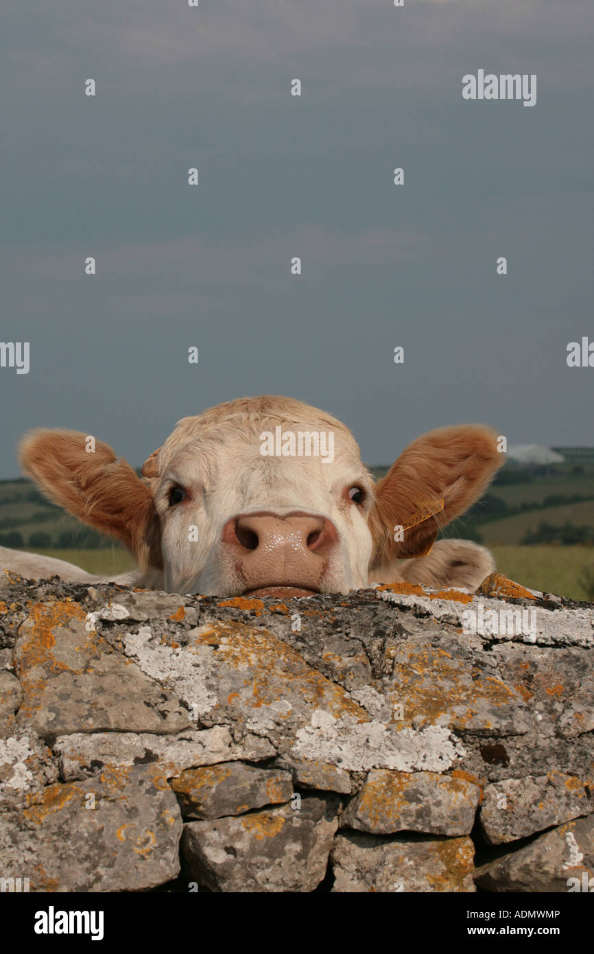 Cow looking over a stone wall Stock Photo - Alamy