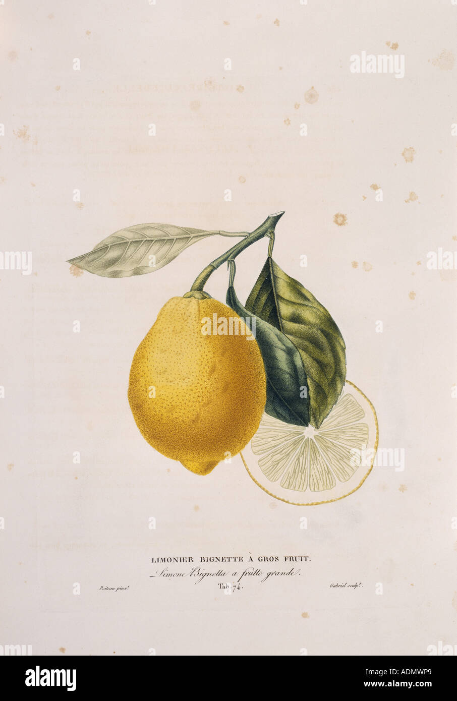 Segmented citrus hi-res stock photography and images - Alamy