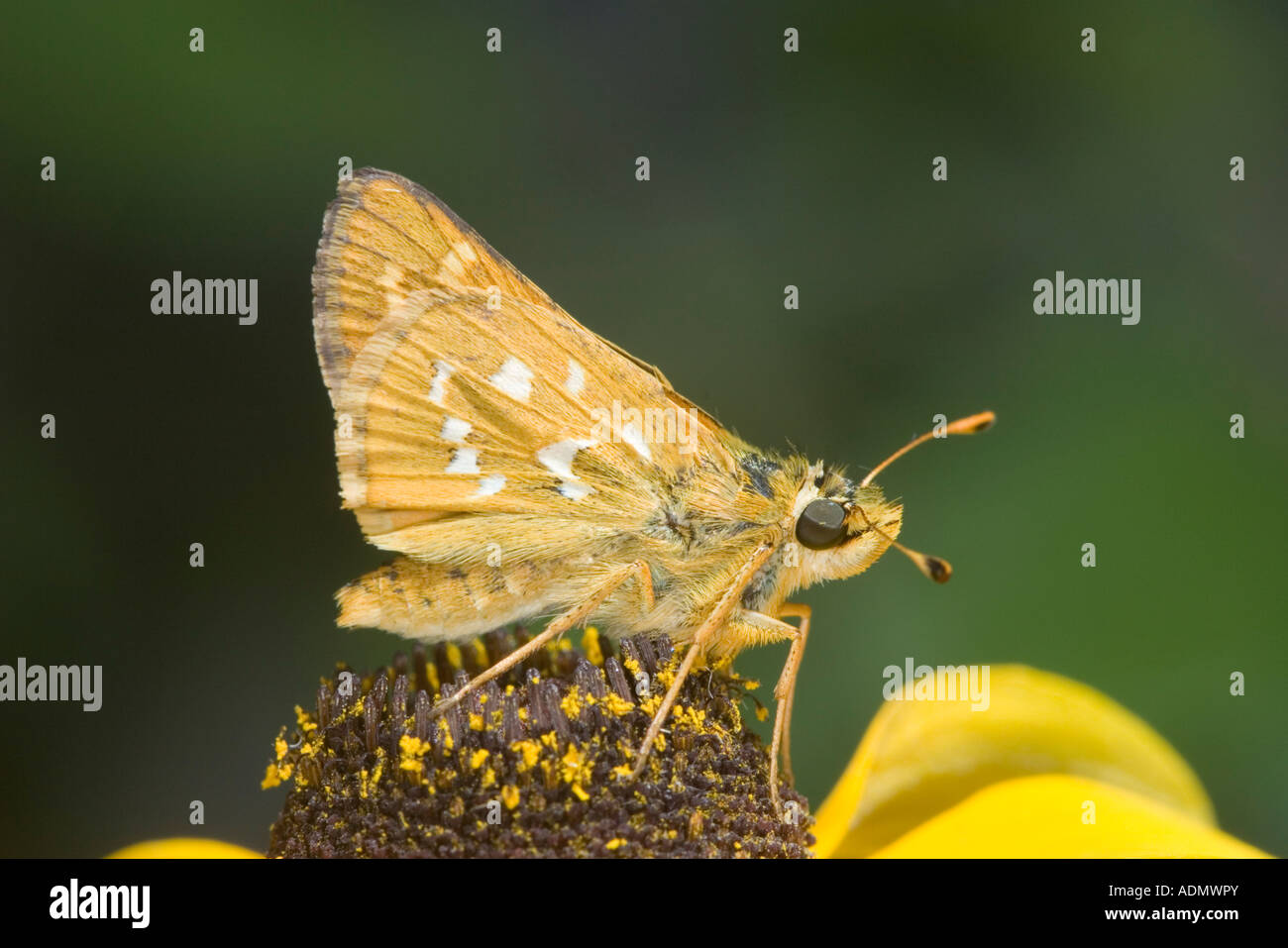 Common Branded Skipper Hesperia comma Gunflint Trail Cook County ...
