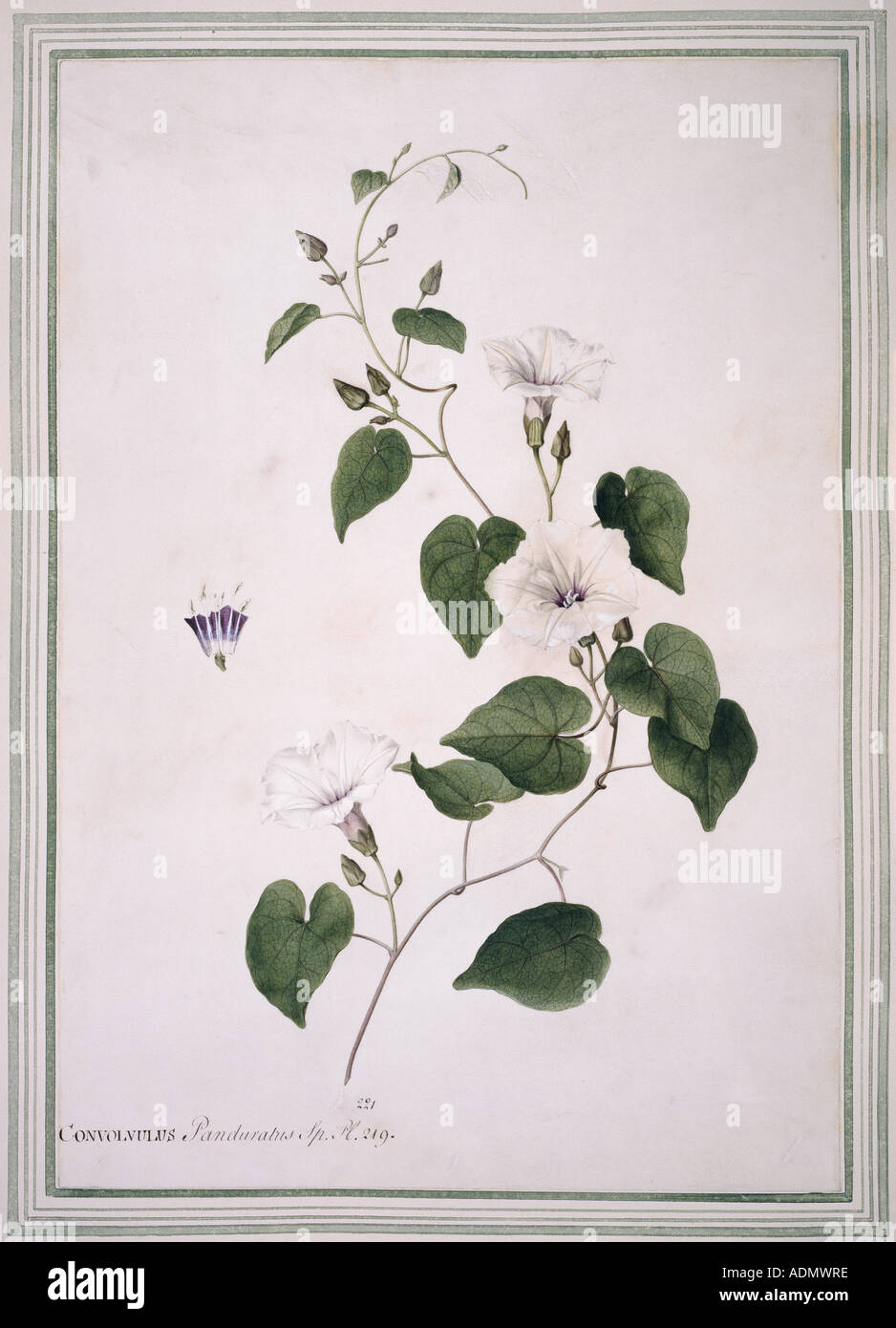 Ipomoea pandurata man root Stock Photo - Alamy