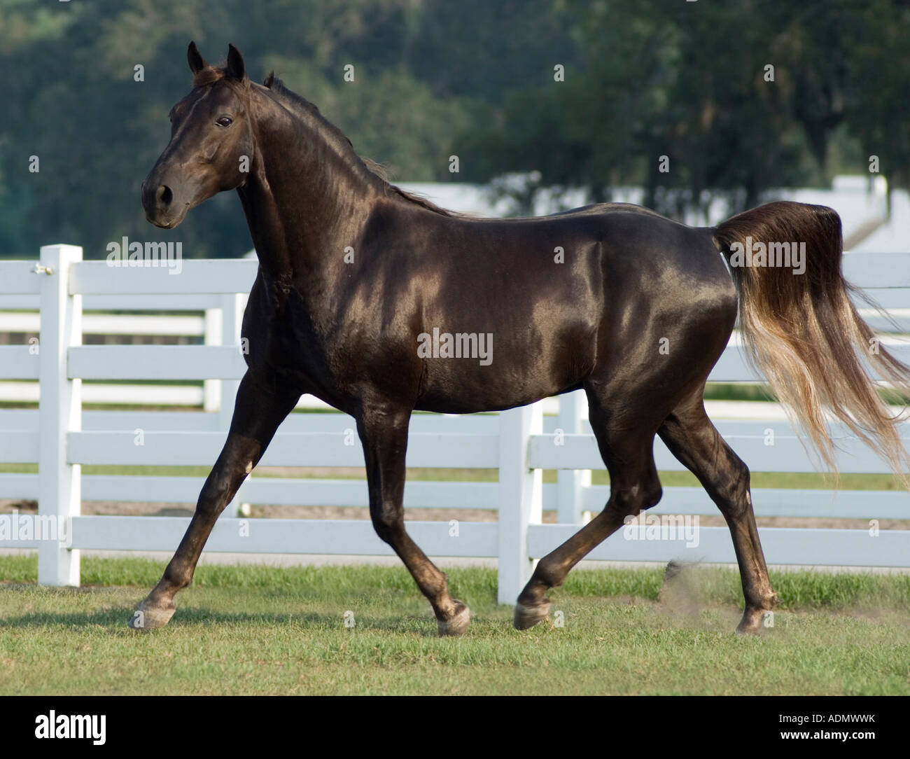 Missouri Foxtrotter stallion Stock Photo - Alamy