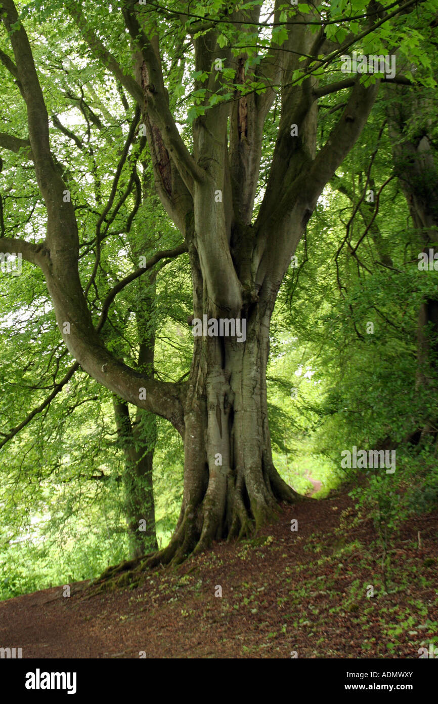 Old tree with greenery hi-res stock photography and images - Alamy