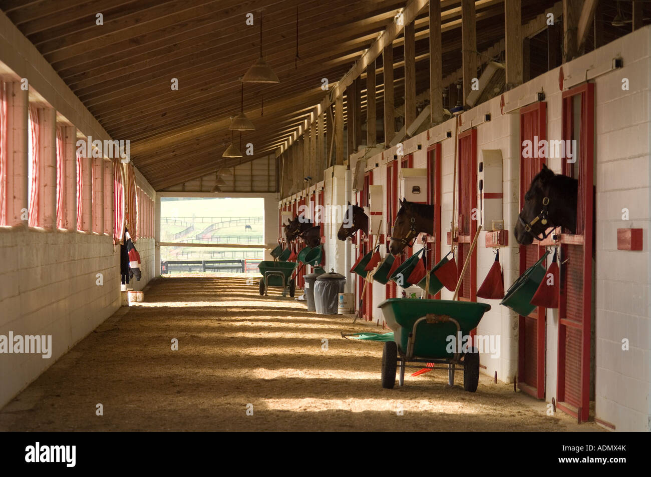 Thoroughbred horse training stable Stock Photo - Alamy