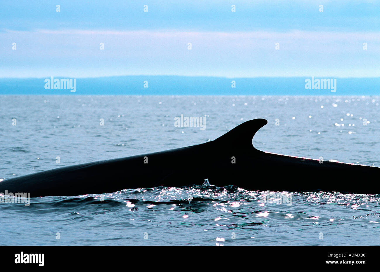 Fin Whale in the Bay of Fundy on a bright late summer day Stock Photo ...