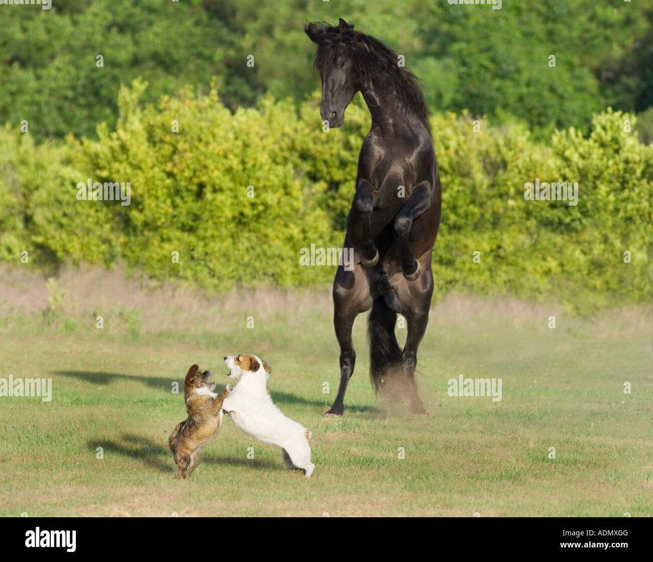 Rearing up black horse hi-res stock photography and images - Alamy
