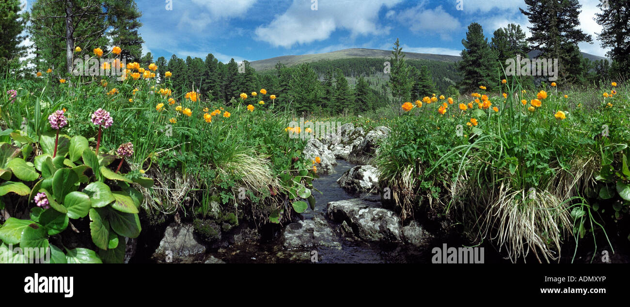 Meadow riverside forest hi-res stock photography and images - Alamy
