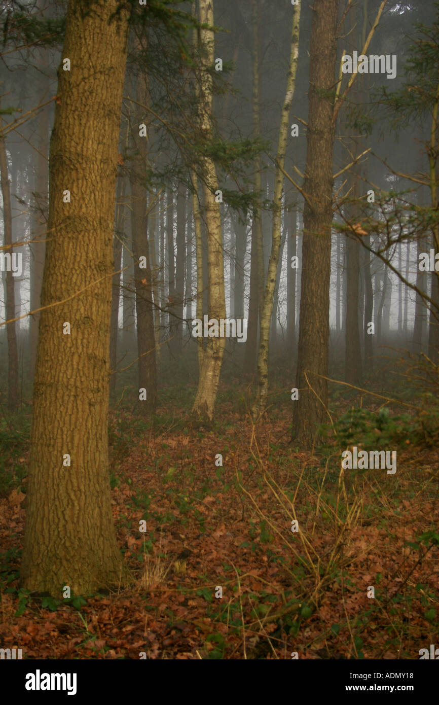 Coniferous trees in mist hi-res stock photography and images - Alamy