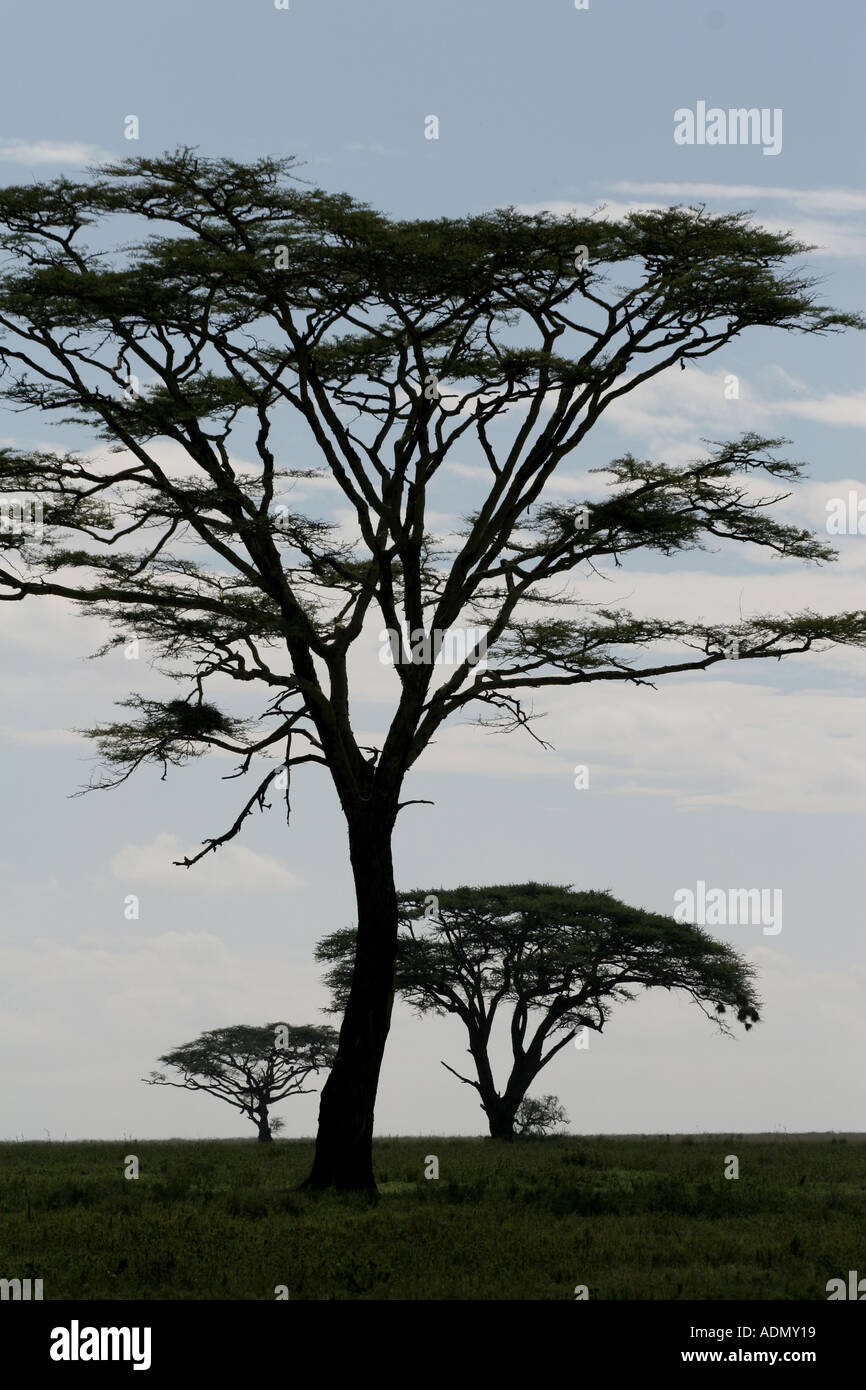 tanzania serengeti africa acacia tree silhouette Stock Photo - Alamy