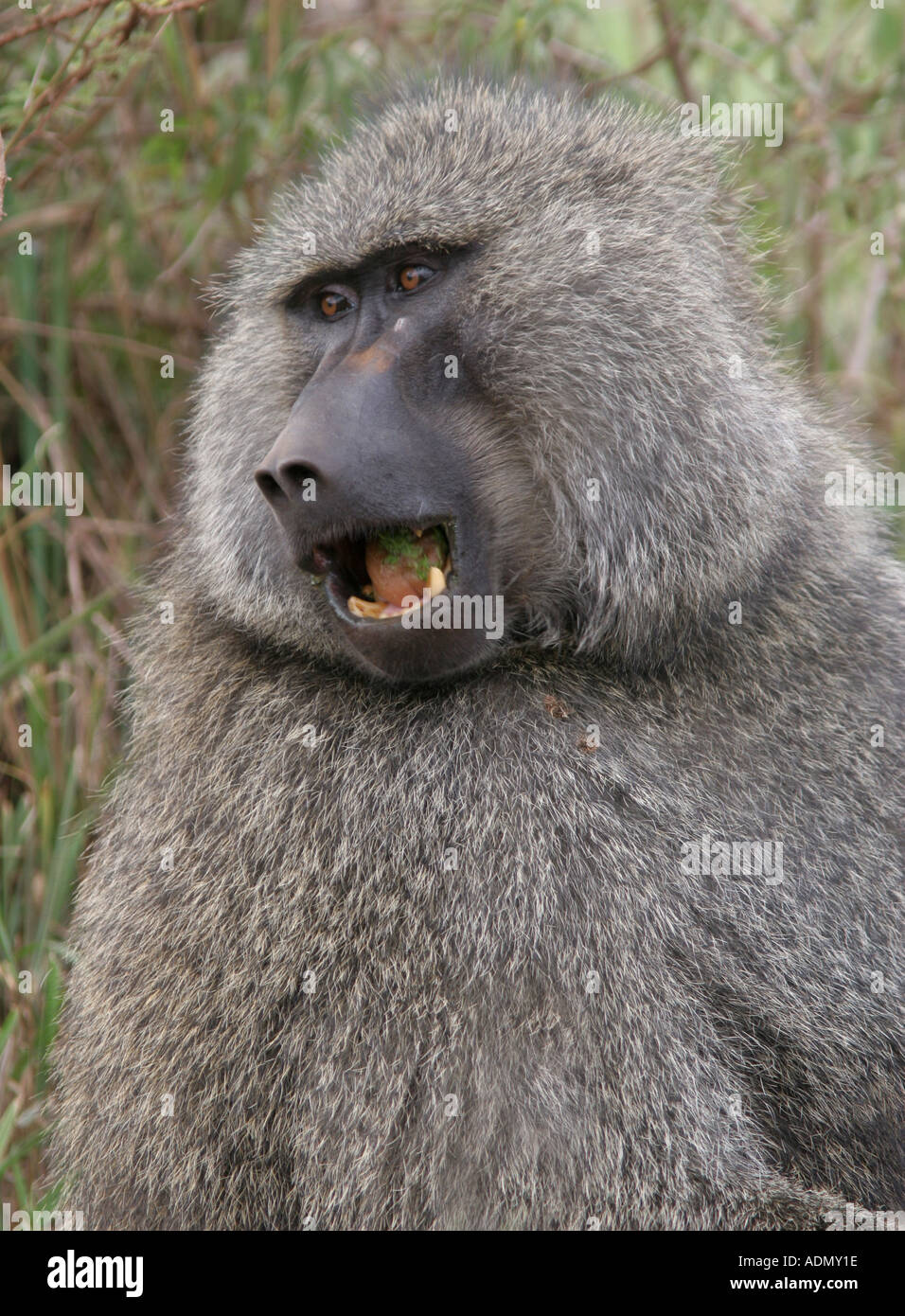 Baboon teeth hi-res stock photography and images - Alamy