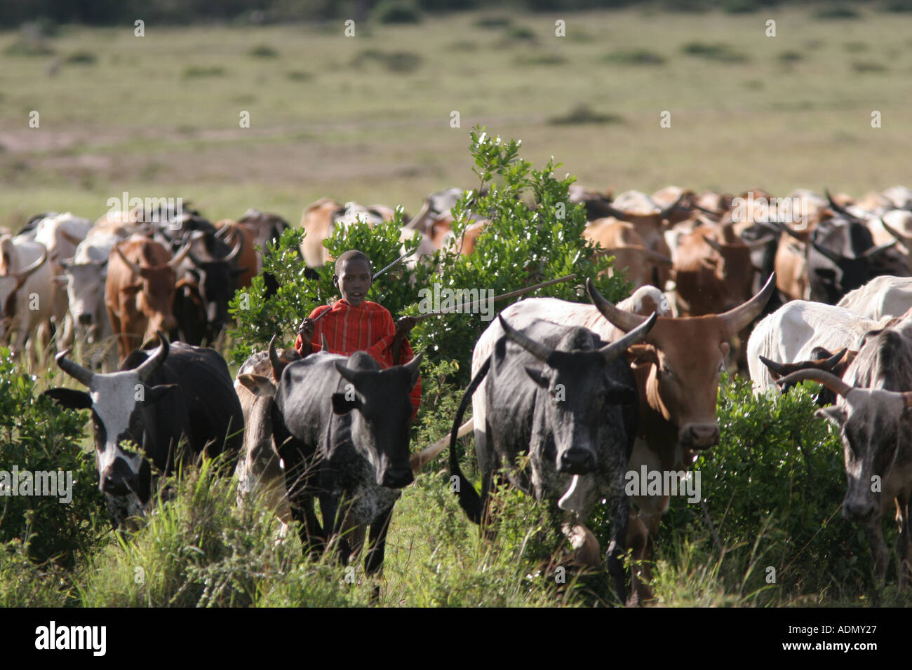 Masai men cattle farmer Tanzania Stock Photo - Alamy