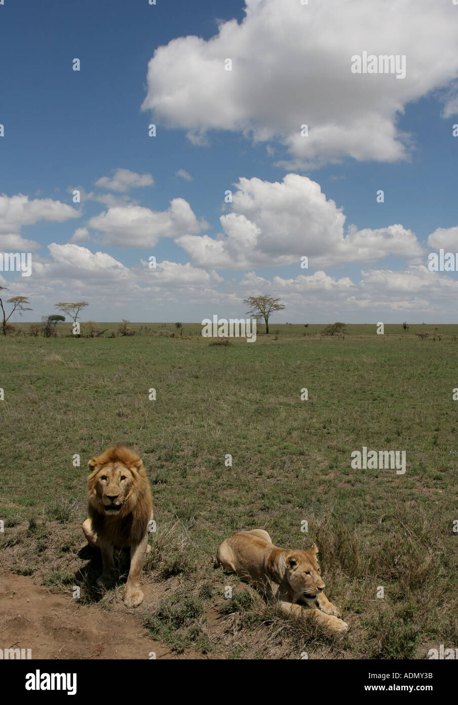Lion court hi-res stock photography and images - Alamy