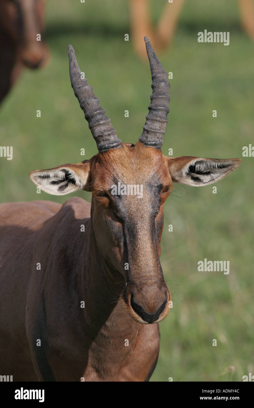 Kenya Masai mara topi horns horn Stock Photo - Alamy