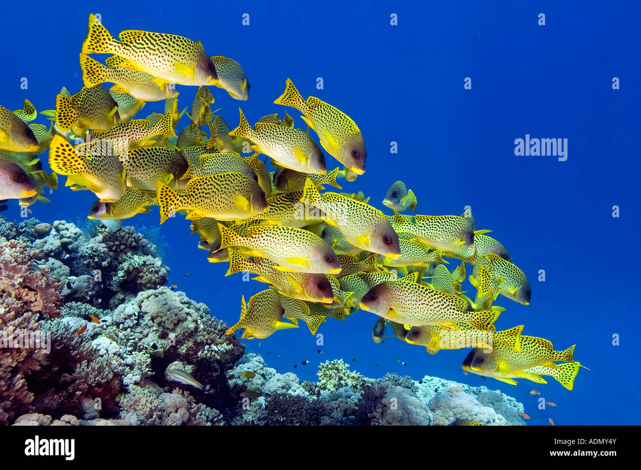 Golden rain, fish hi-res stock photography and images - Alamy