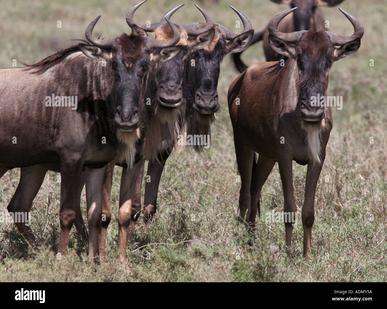 tanzania serengeti africa savannah grassland wildebeest herd migration ...
