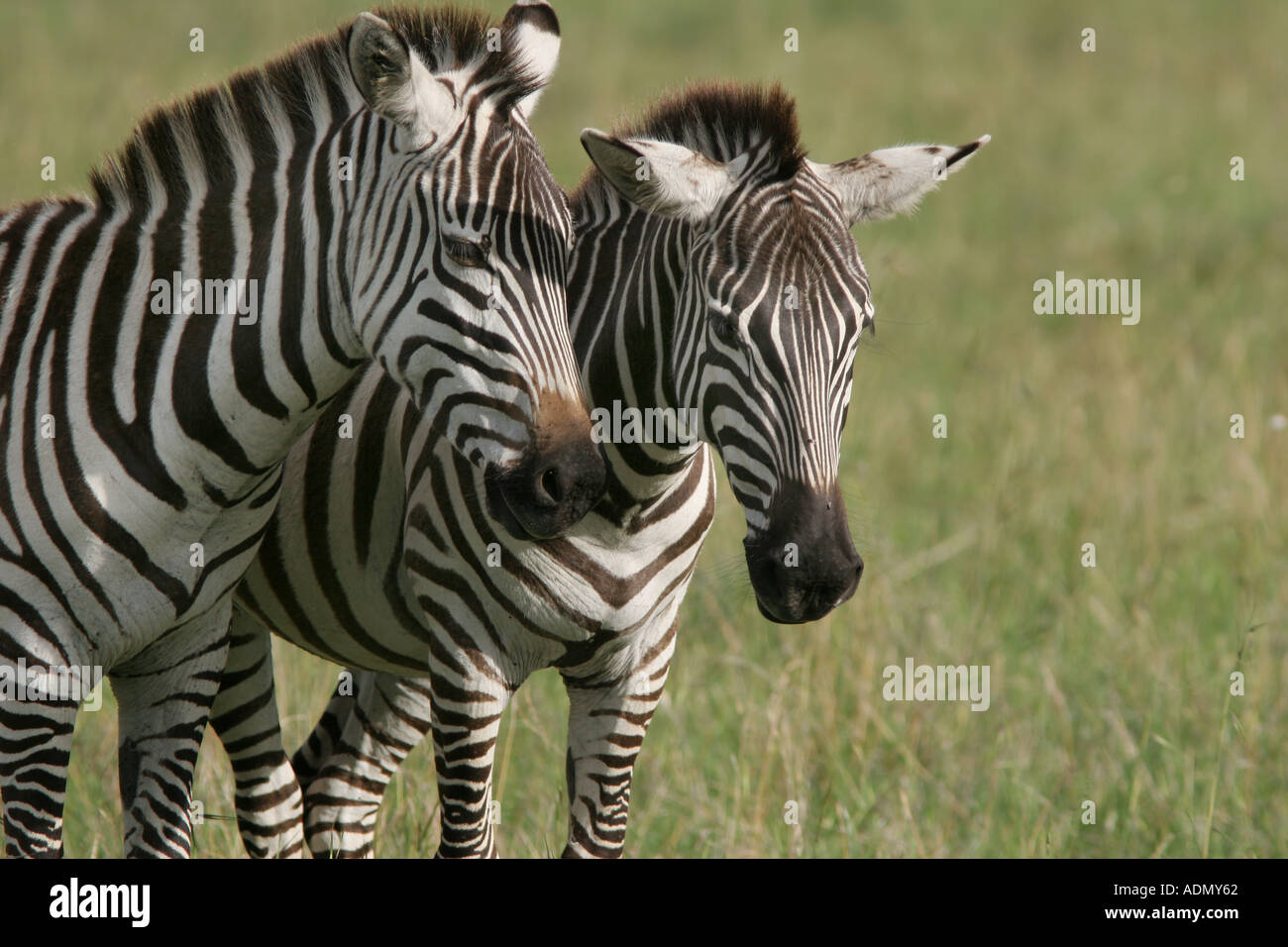 Zebra Mate High Resolution Stock Photography and Images - Alamy
