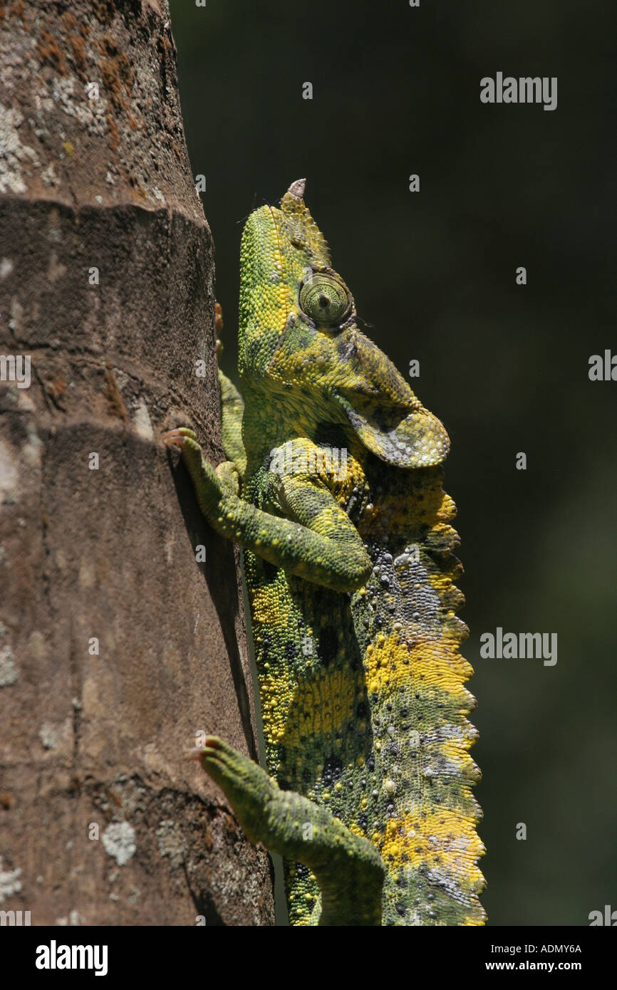 chameleon on tree Stock Photo - Alamy
