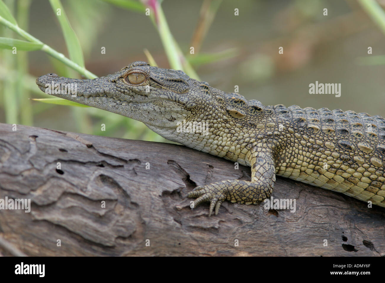 crocodile wami river tanzania Stock Photo - Alamy