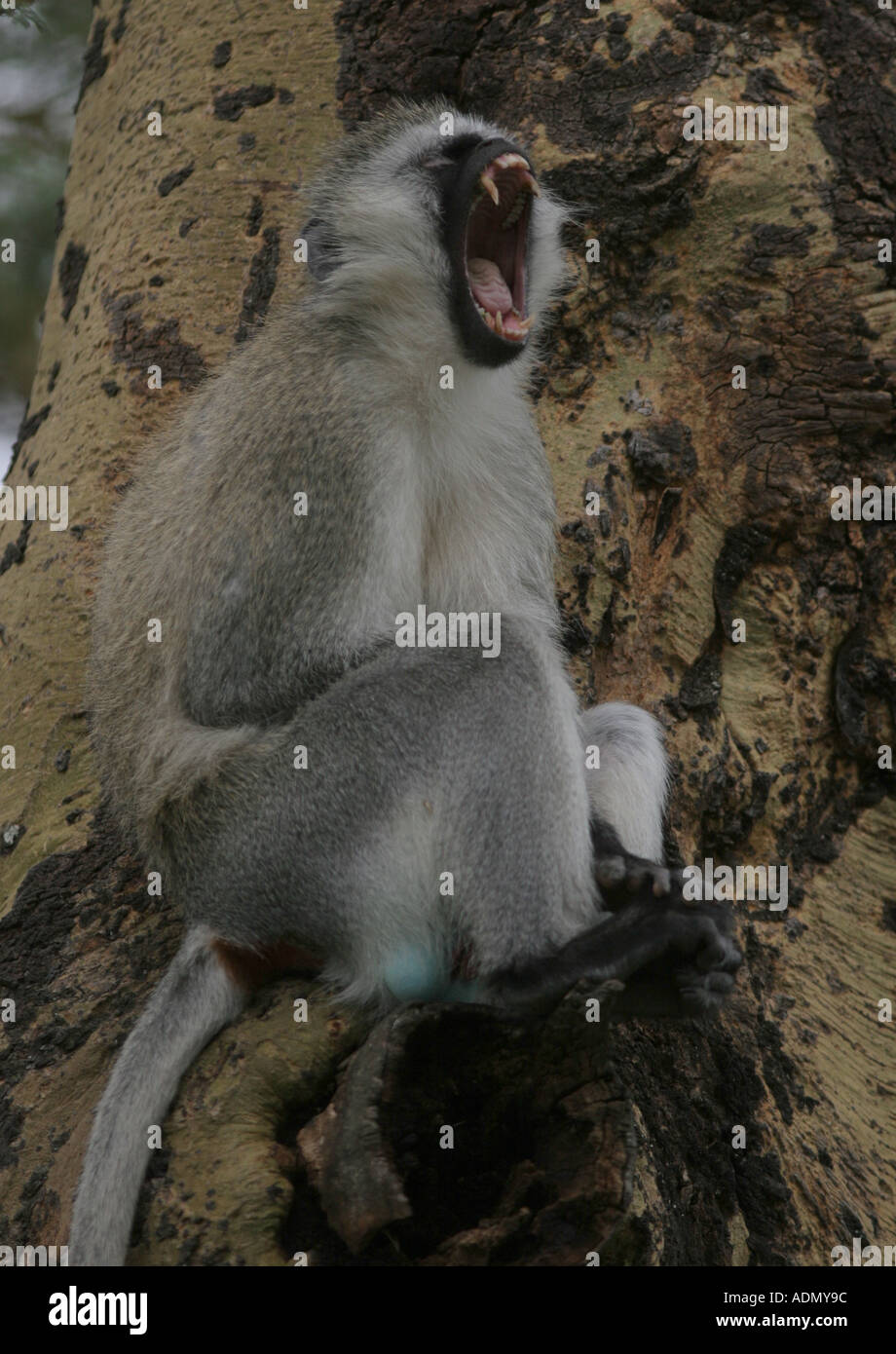 Vervet monkey primate Stock Photo - Alamy