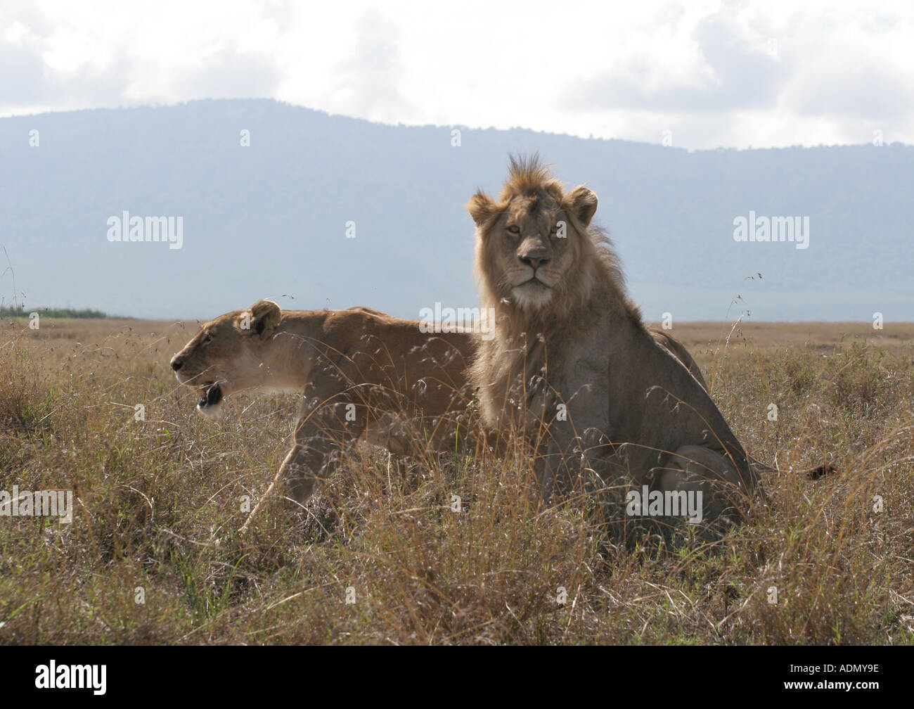 Cats of ngorongoro hi-res stock photography and images - Alamy
