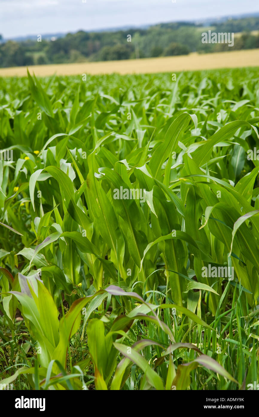 Closeup image of a sunlit field of part-grown maize showing the bright ...
