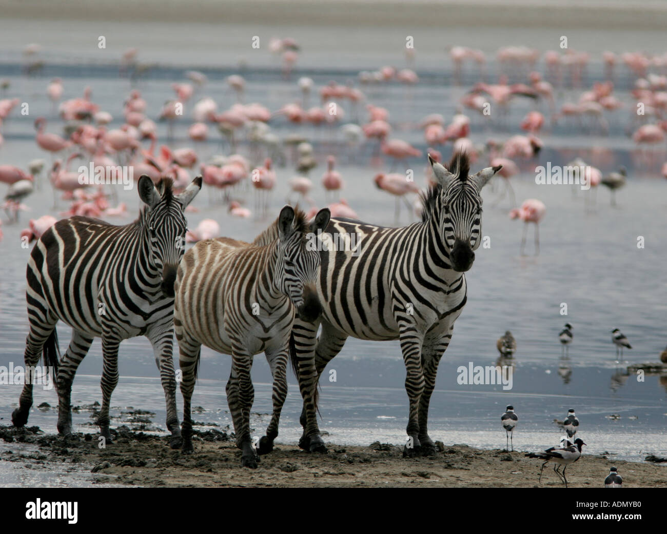 Ngorongoro Crater zebra herd flamingo Stock Photo - Alamy