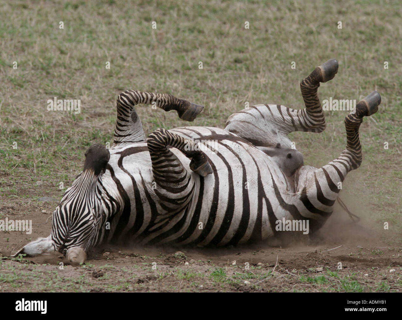 Zebra dust bath hi-res stock photography and images - Alamy