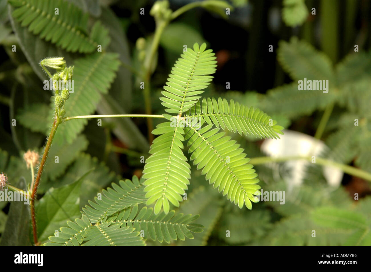 Sensitive plant mimosa Mimosa pudica Stock Photo - Alamy