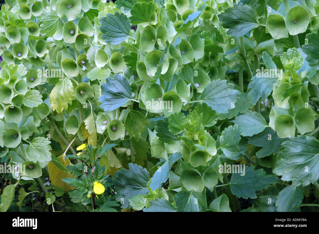 Molucella hi-res stock photography and images - Alamy