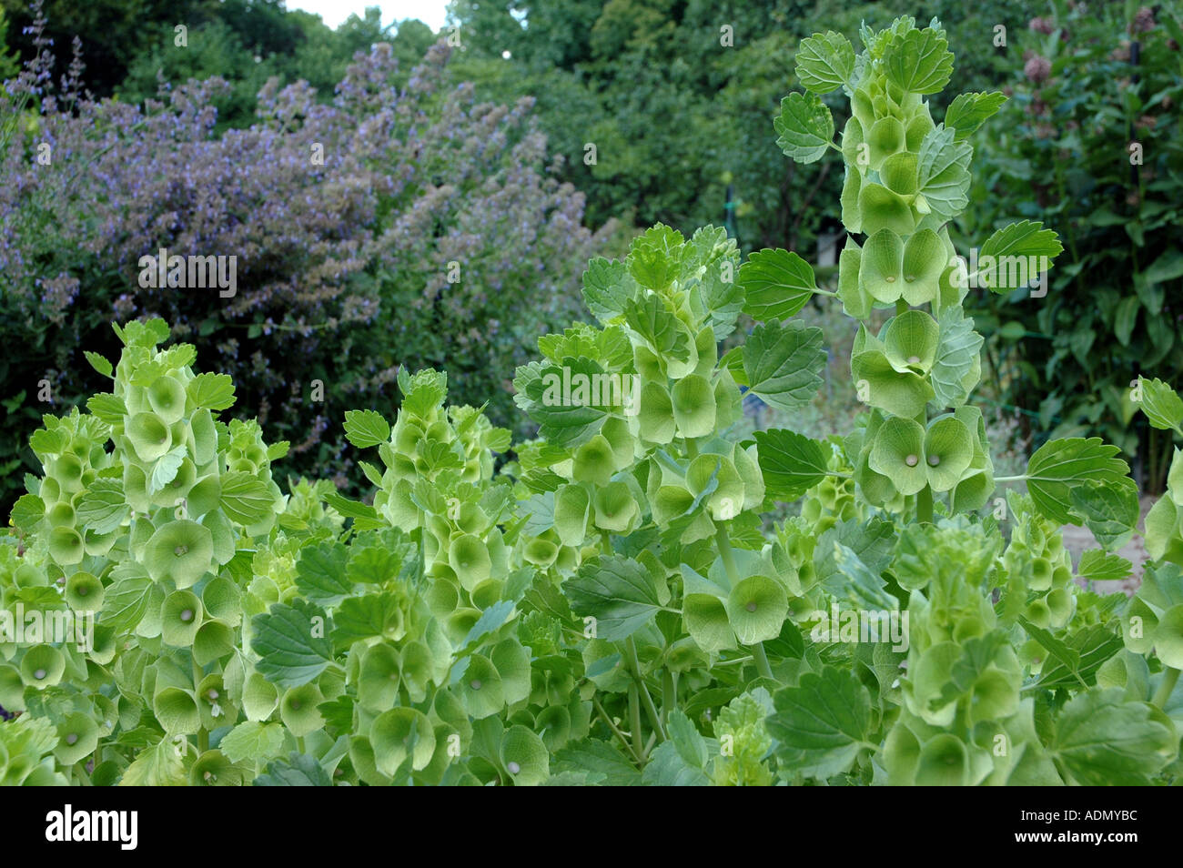 Molucella hi-res stock photography and images - Alamy