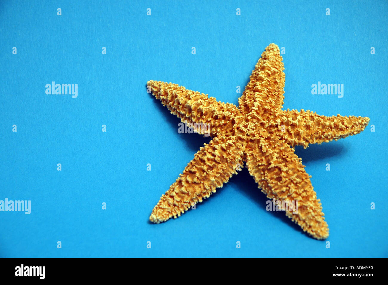 Starfish studio hi-res stock photography and images - Alamy