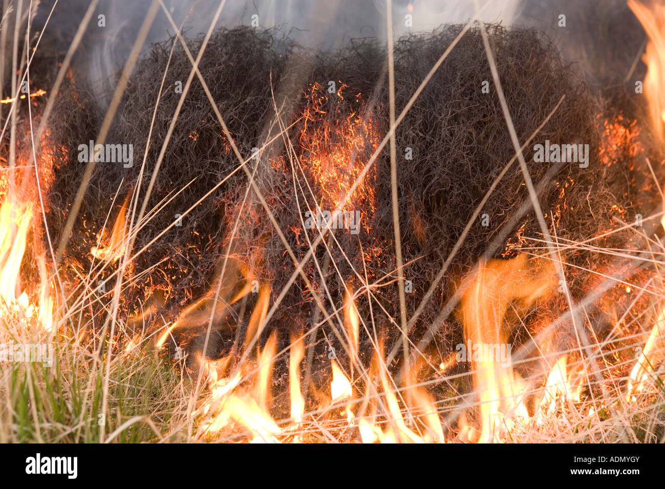 grass fire burning on moorland Stock Photo - Alamy