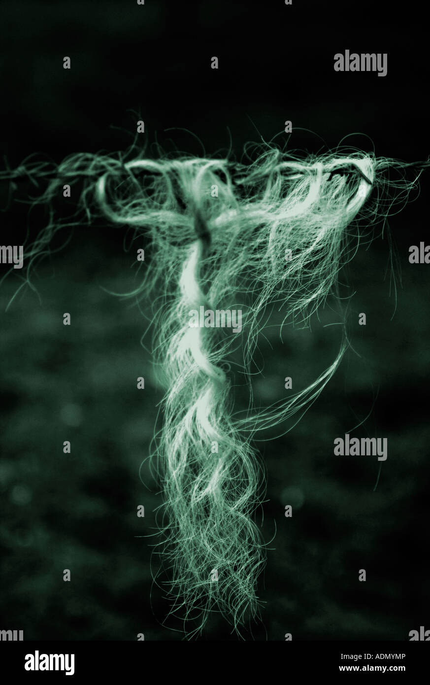 animal hair on barbed wire Stock Photo - Alamy